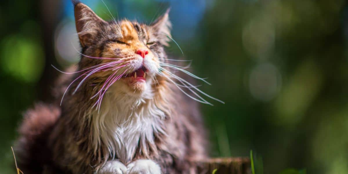 7 Raisons Pour Lesquelles Votre Chat Miaule Tout Le Temps - Pet Yolo