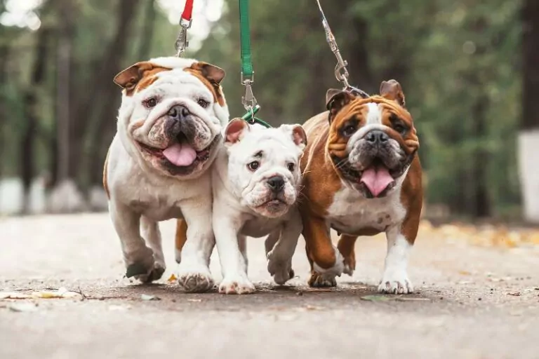 Faits Sur Les Animaux De La Couleuvre Rayée | Thamnophis Sirtalis - Pet ...