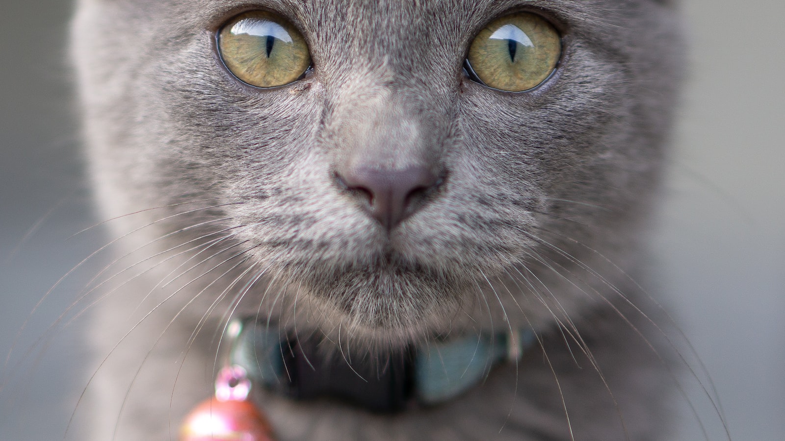 100 Noms De Chats Qui Font Tourner Les Têtes : Libérez L'audace Féline