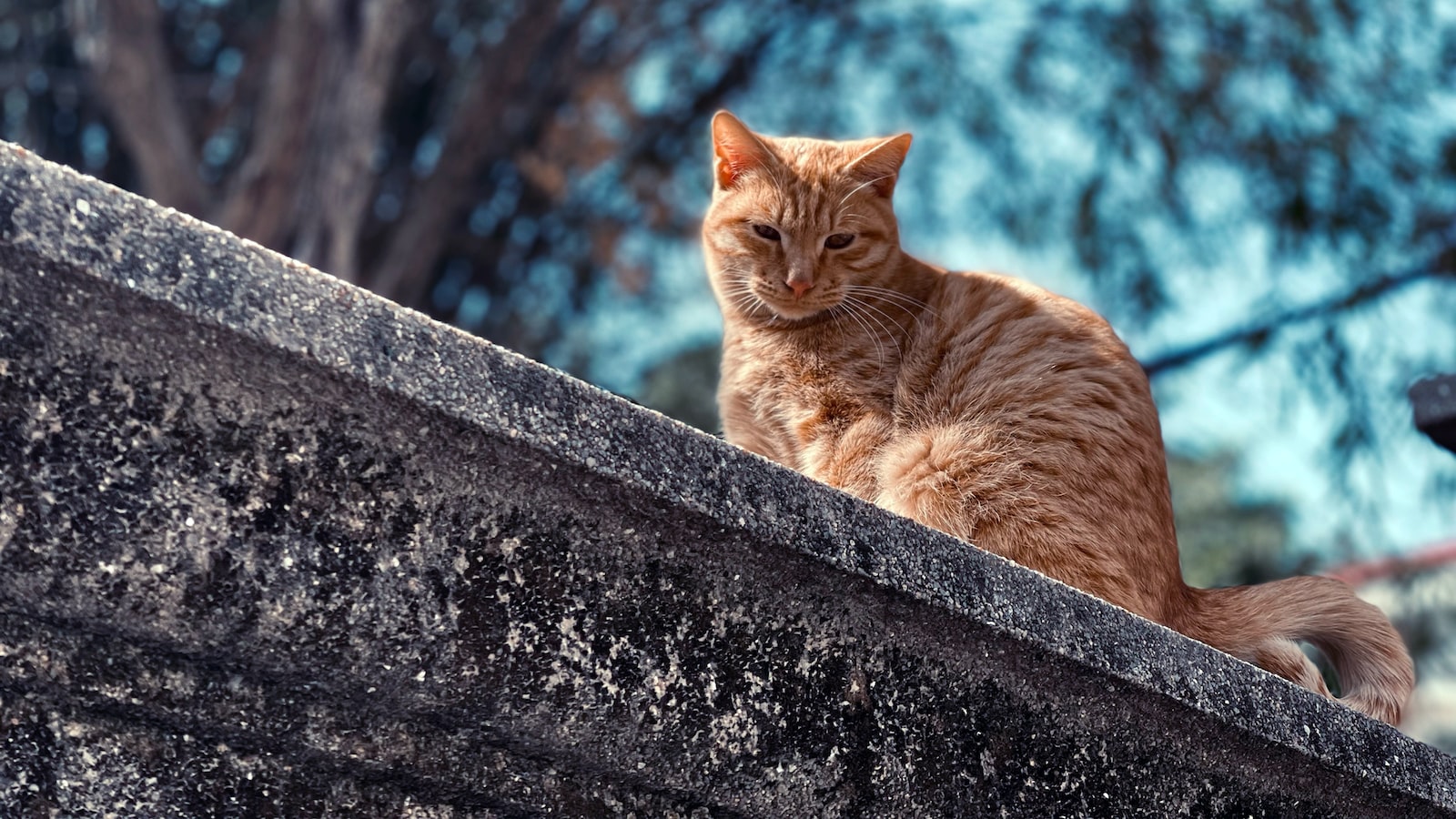 100 Noms De Chats Pour L'été : Trouvez Le Surnom Parfait Pour Votre Ami ...