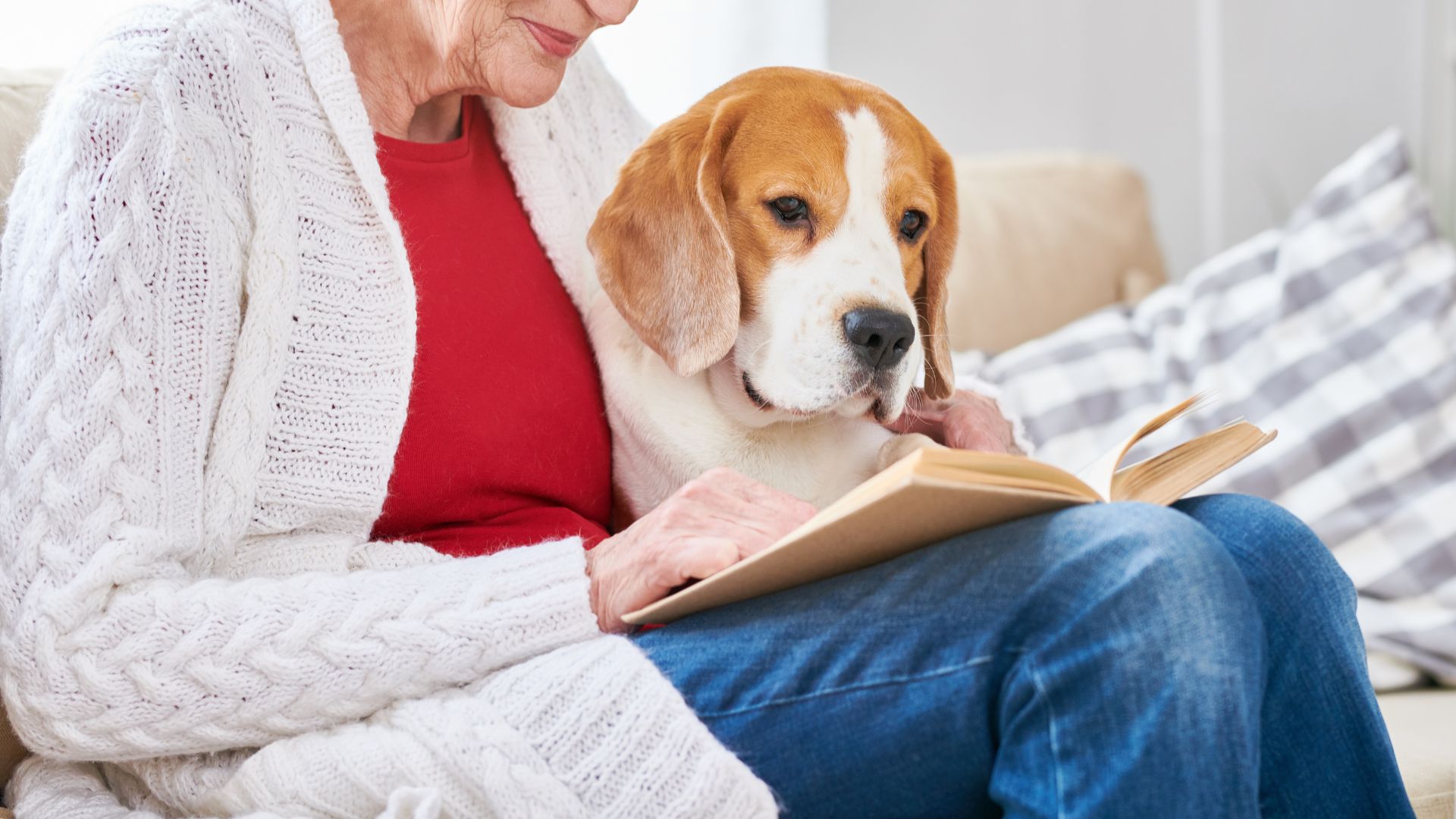7 Meilleures Races De Chiens Pour Les Baby-boomers