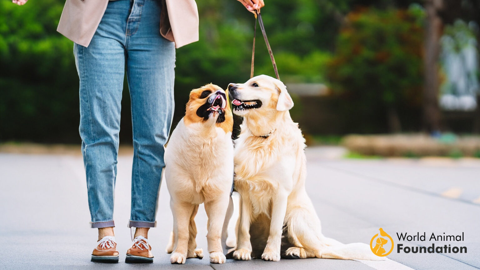 14 Races De Chiens D'assistance Les Plus Populaires